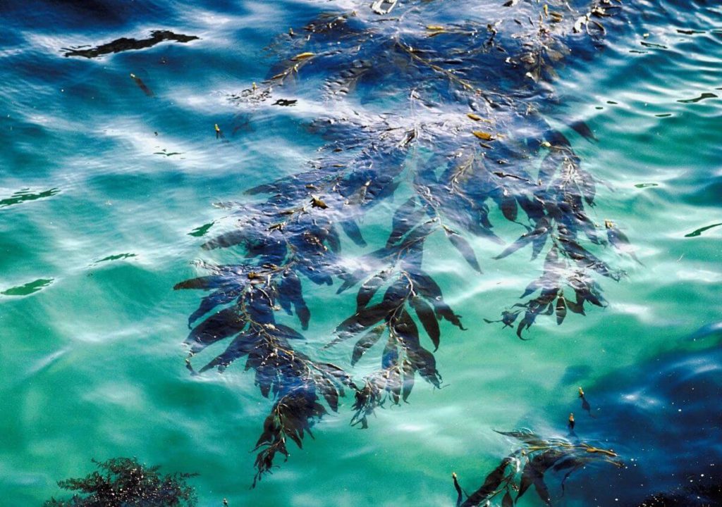 Exfoliate | Stimulating Seaweed Body Buff - Seven Chakras Boutique Spa