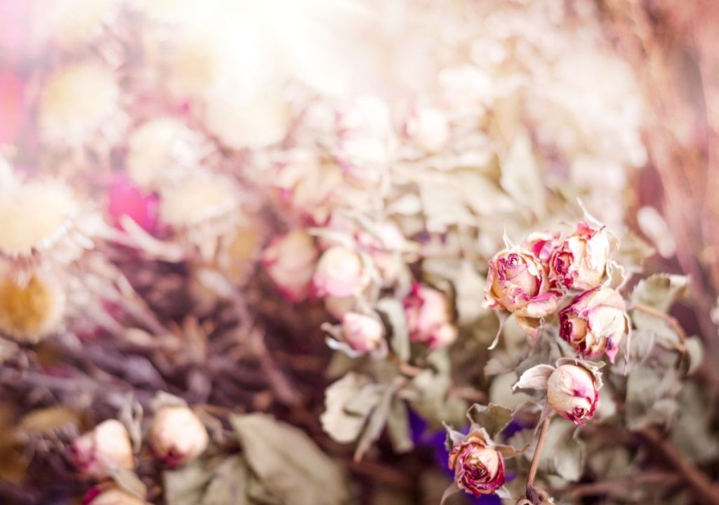 ROSE RITUAL | The Seven Chakras